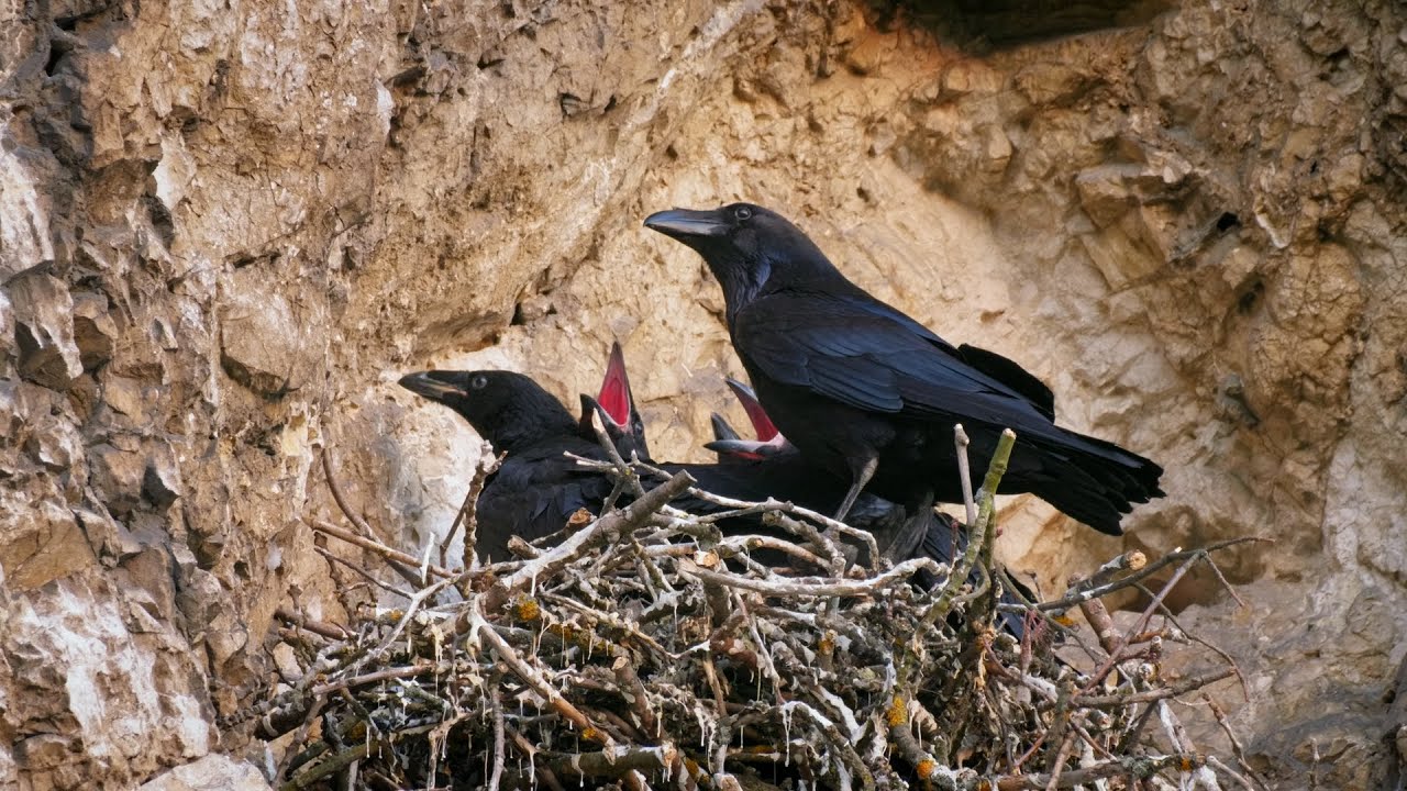 Le grand corbeau niche en haut des rochers ~ Corvus corax 🪶⛰️