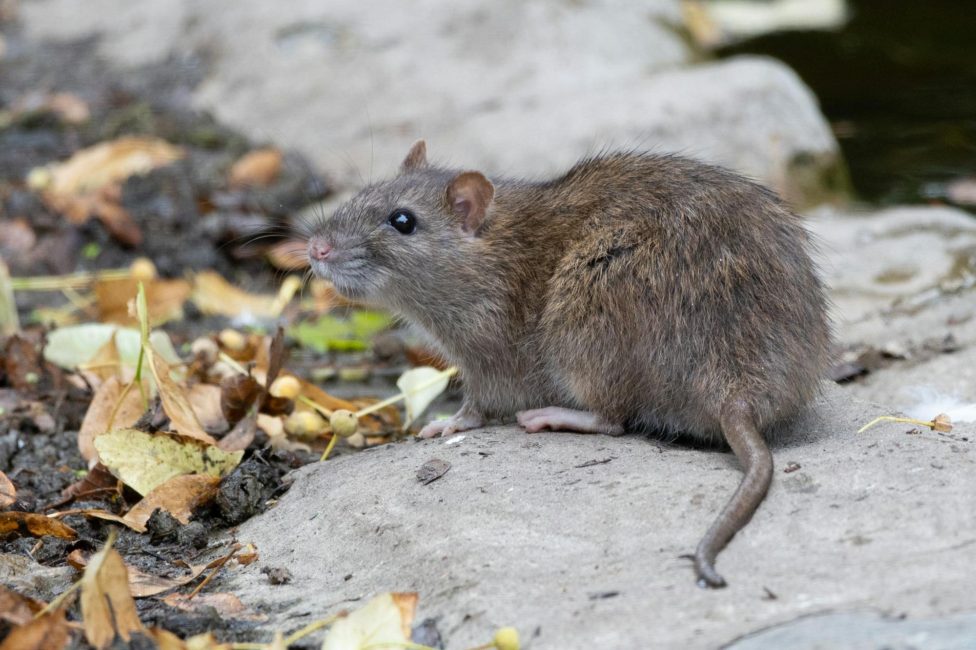 A person in the US has died from pneumonic plague. It’s not just a ...