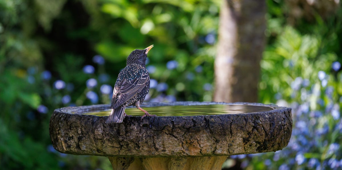 Are you making this common bird bath mistake in summer?