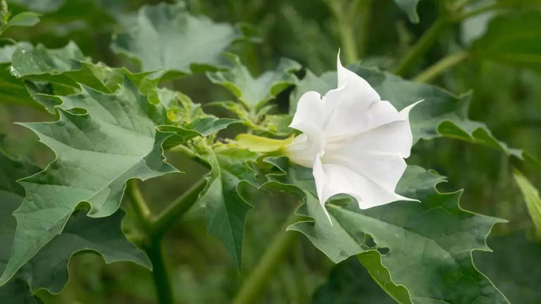 7 beautiful but deadly poisonous plants you should never touch