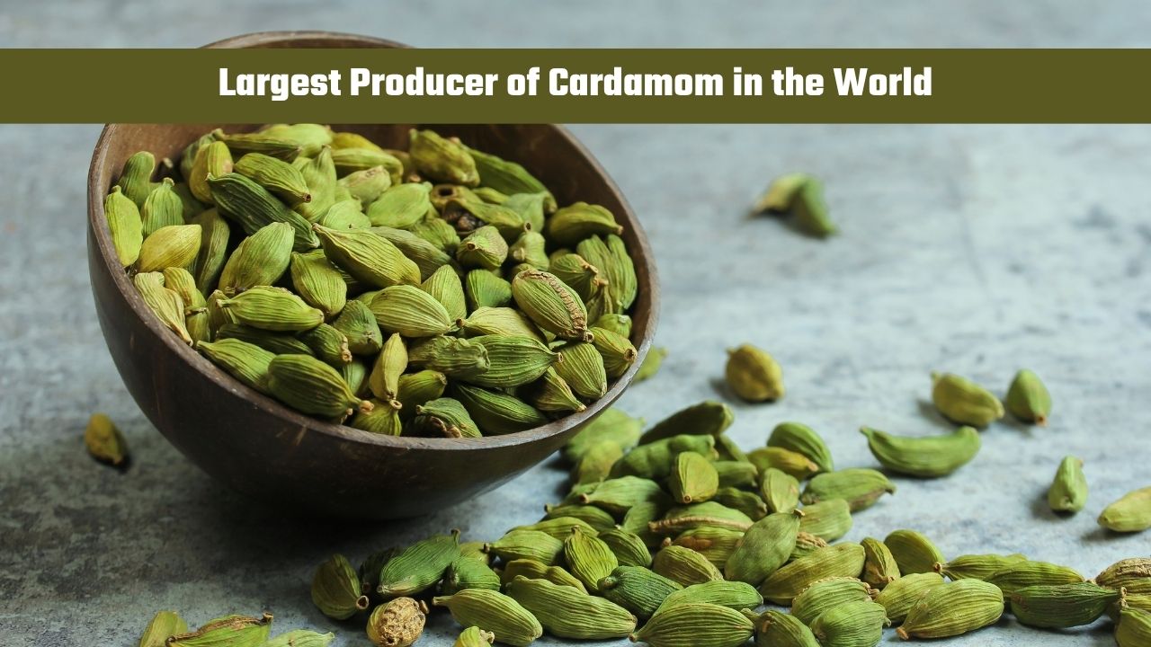Which Country is the Largest Producer of Cardamom in the World?