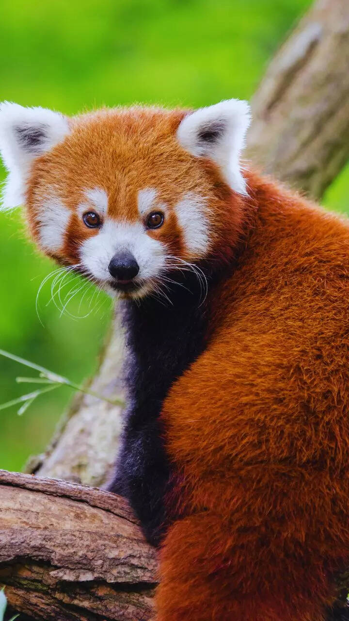9 red-coloured animals to spot in Indian jungles