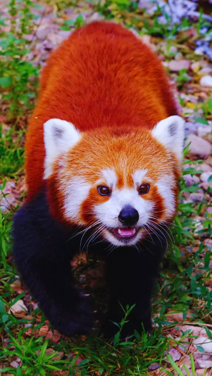 9 red-coloured animals to spot in Indian jungles