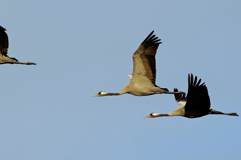 Majestic birds hunted to extinction return to Scotland after 500 years
