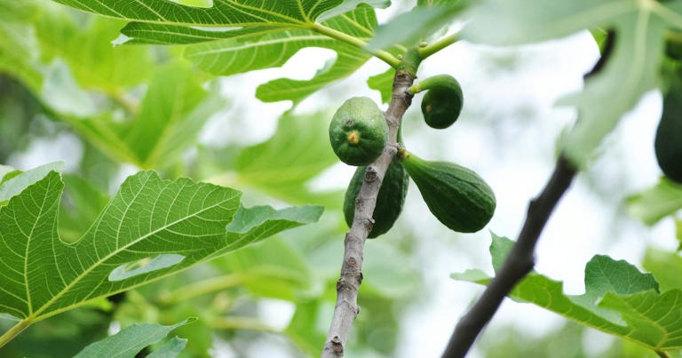 Frutales dioicos: árboles que necesitan macho y hembra para dar frutos