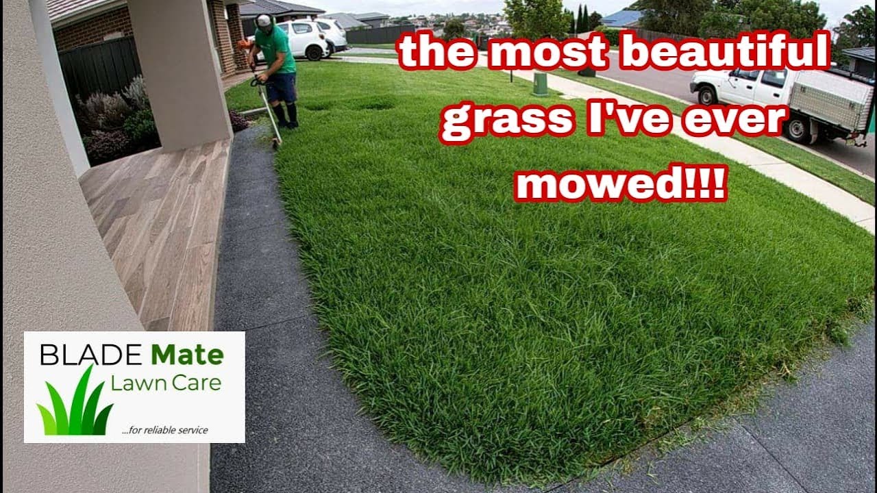 Beautiful Buffalo Grass: Full Mow and Finish on a Dense Lawn