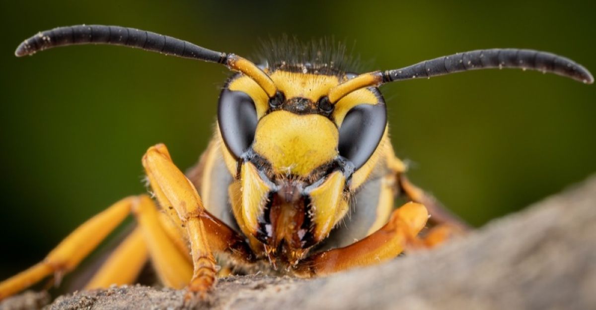 China One Step Closer to Creating Bee Army: Perfect for Military Spy Missions