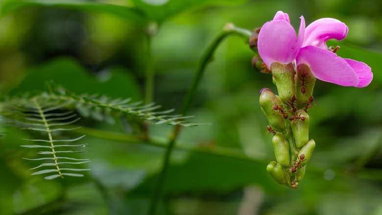Why Ants In Your Garden Could Actually Be A Sign Of Aphids