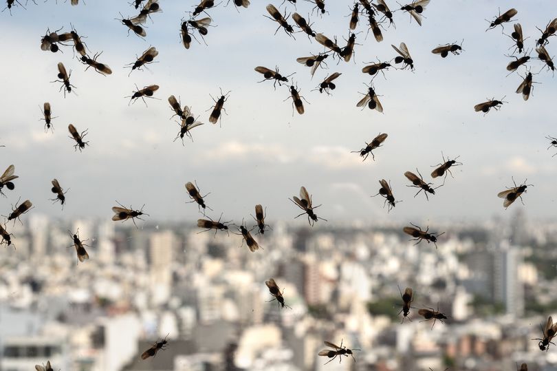 Warning issued ahead of annual 'Flying Ant Day' in Ireland as ...