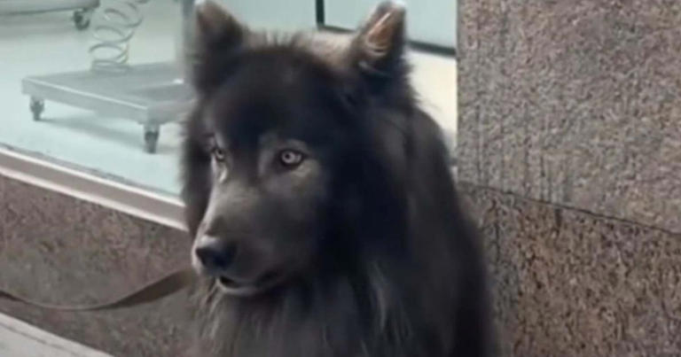El perro que parece lobo que cautiva a todos por su aspecto y carácter