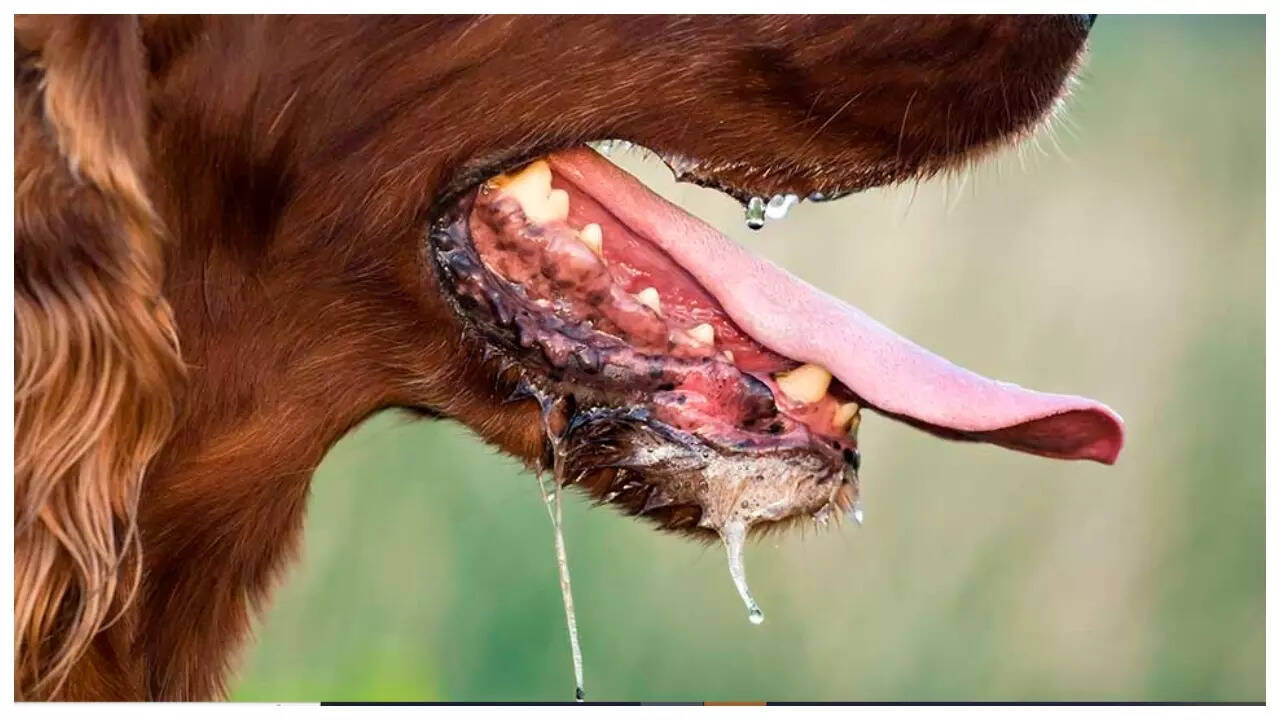 How exactly does rabies happen? A scratch, a bite or just a normal cut ...