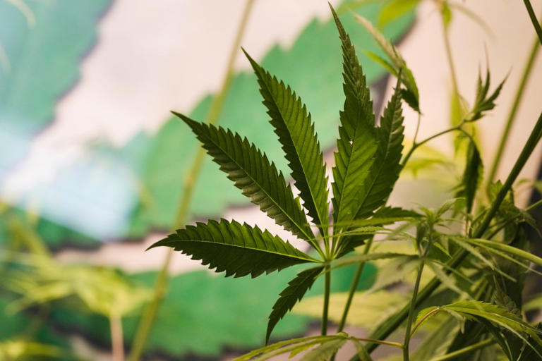 Local businesses to be impacted as hemp ban nears
