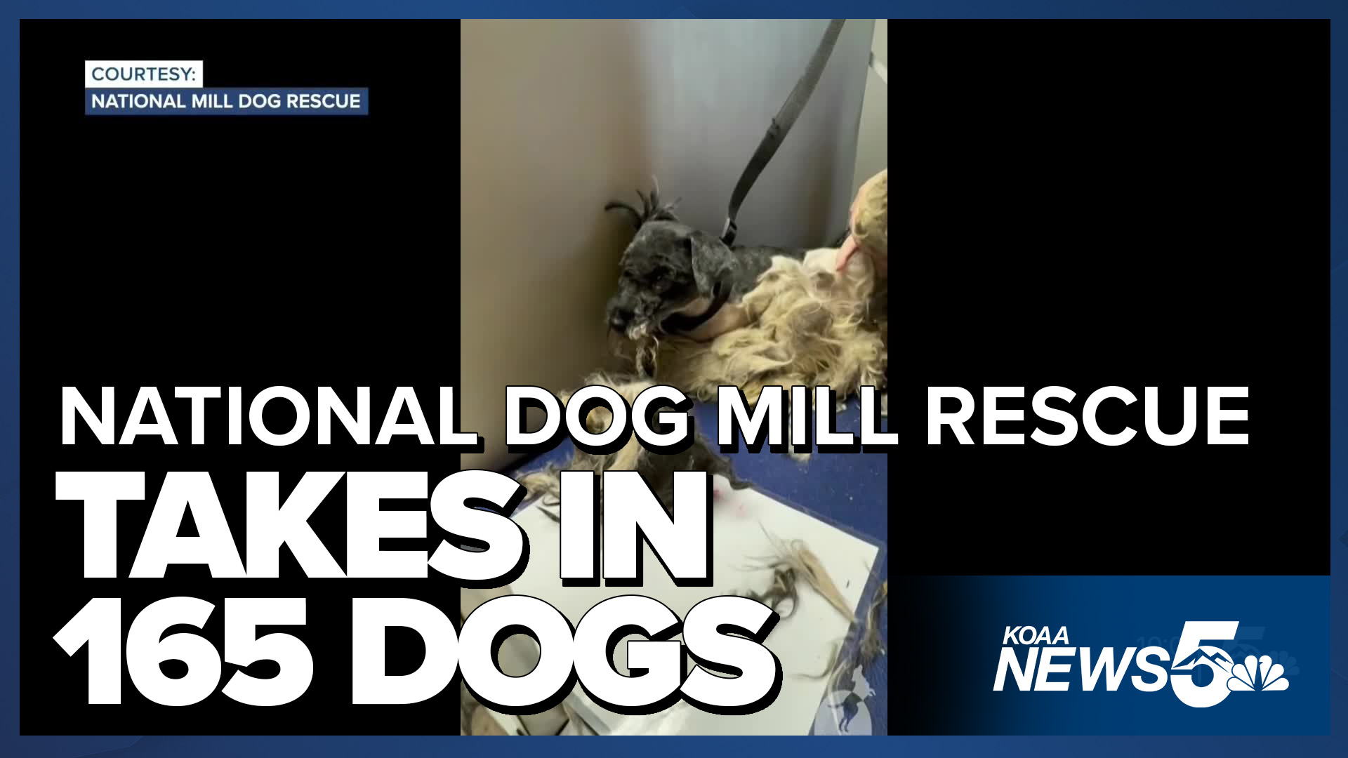 National Mill Dog Rescue takes in 165 dogs from cruelty case last month