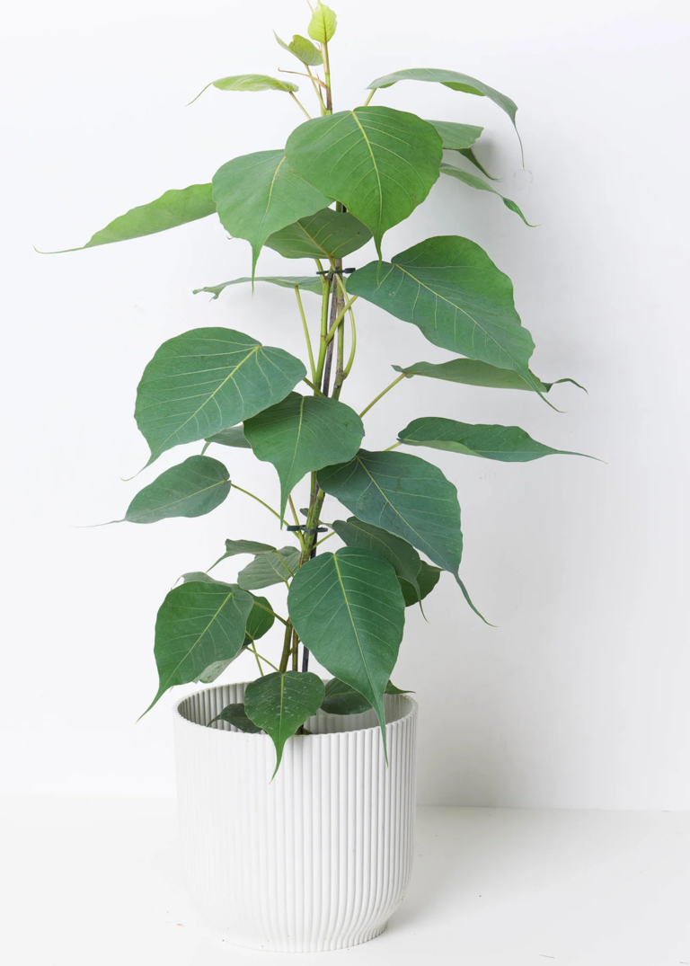 10 Types of Ficus That Will Look Amazing in Your Home — The Classics ...