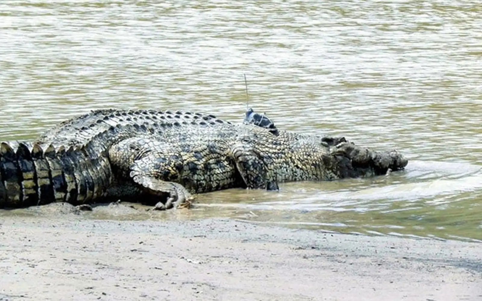Elderly man survives crocodile attack at Port Dickson jetty