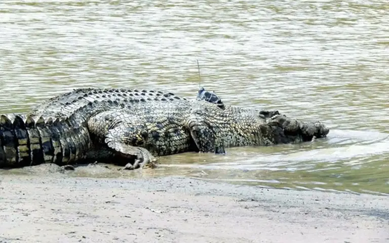 Elderly man survives crocodile attack at Port Dickson jetty
