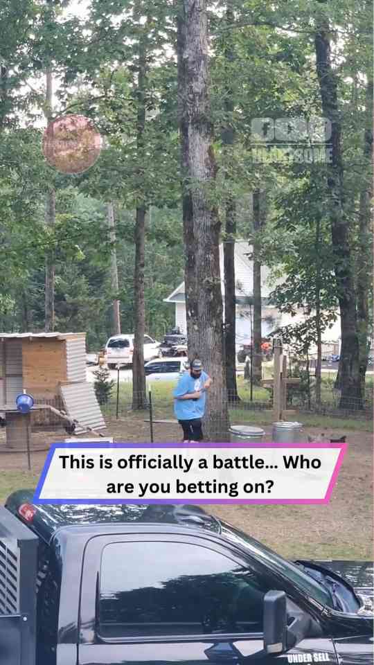 Here It Comes Again – Aggressive Rooster Attacks a Man (Hilarious Fight)