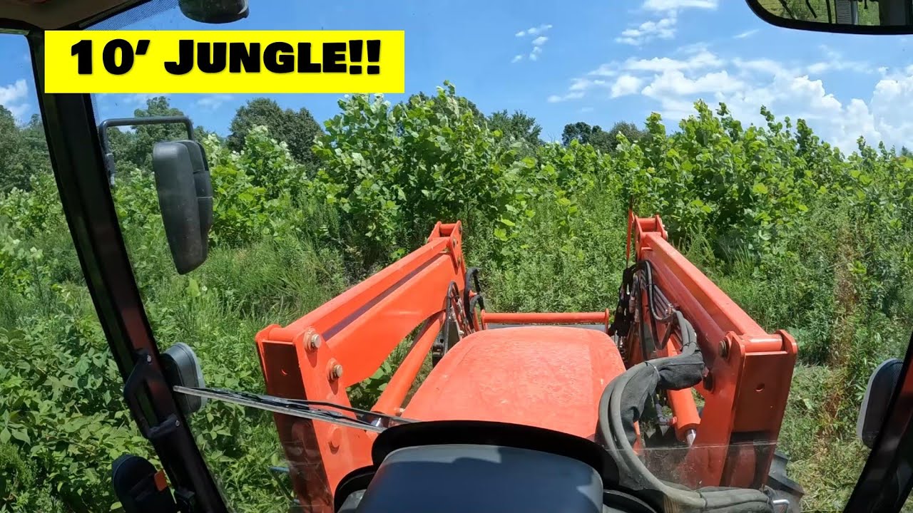 Bush Hogging 10' Jungle & Finding My Overgrown Roads & Trails! | KIOTI ...