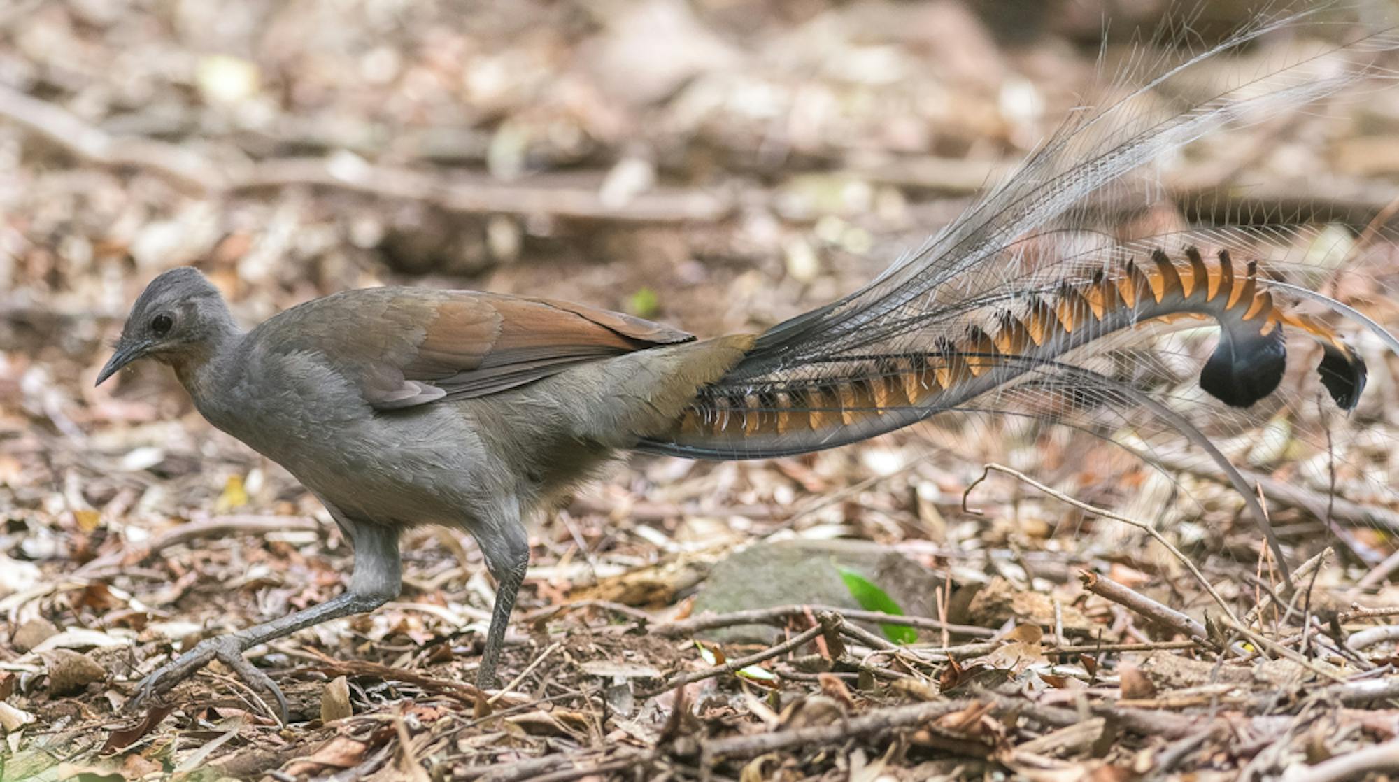 The southern hemisphere is full of birds found nowhere else on Earth ...