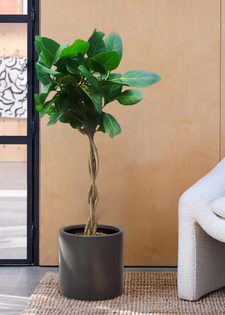 10 Types of Ficus That Will Look Amazing in Your Home — The Classics ...