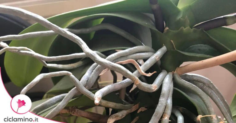 La guida completa per la pulizia delle radici dell’orchidea