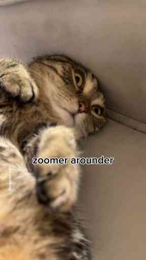 Are You a Zoom-Arounder or a Lay-Arounder?