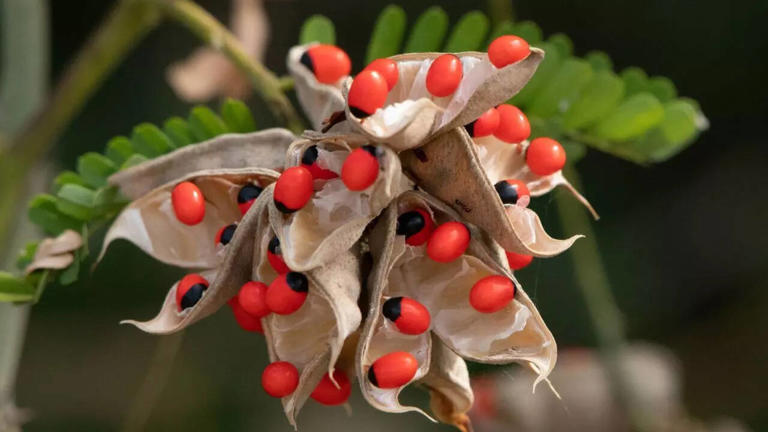 7 beautiful but deadly poisonous plants you should never touch