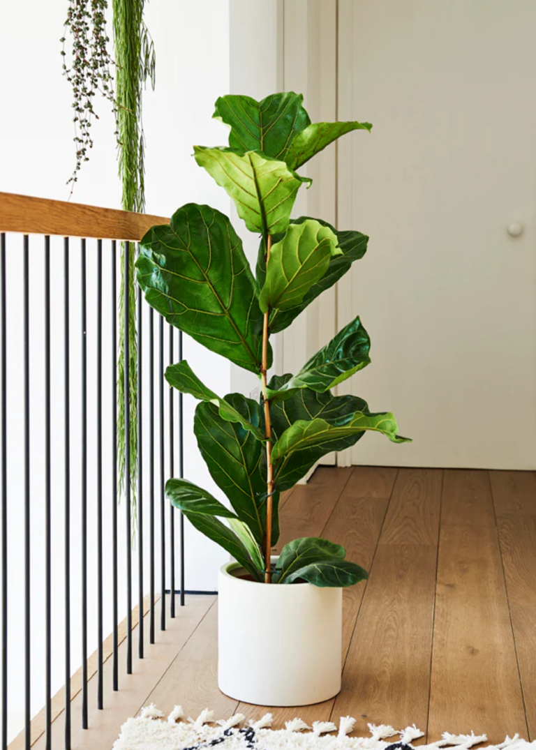 10 Types of Ficus That Will Look Amazing in Your Home — The Classics ...