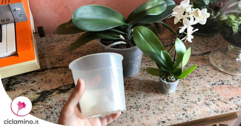 La guida completa per la pulizia delle radici dell’orchidea