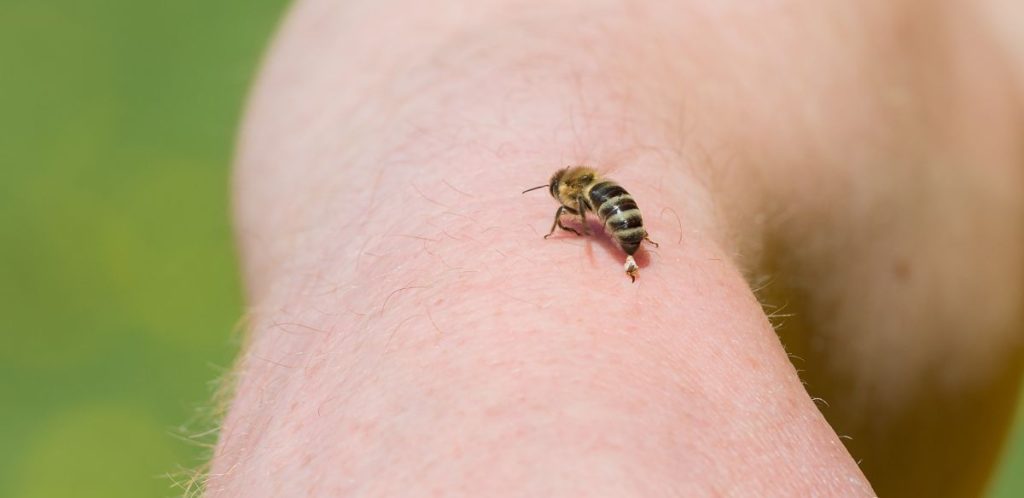 China One Step Closer to Creating Bee Army: Perfect for Military Spy ...