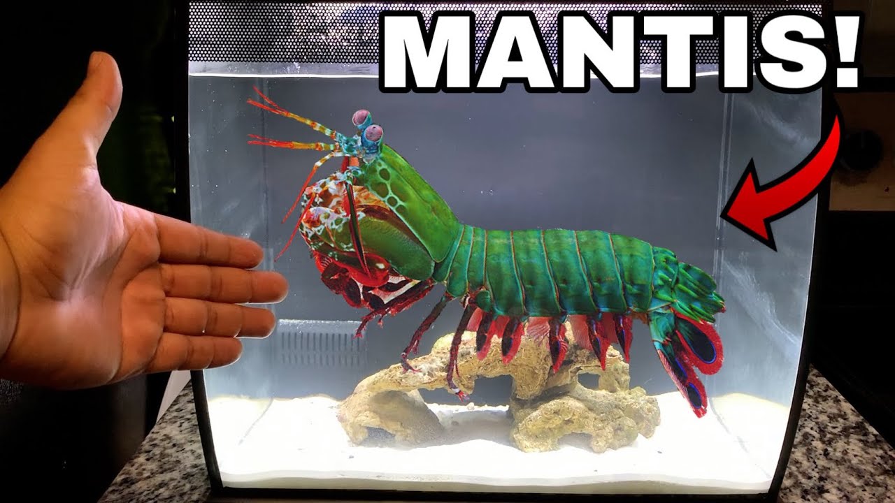 How to House a Mantis Shrimp in Your Aquarium