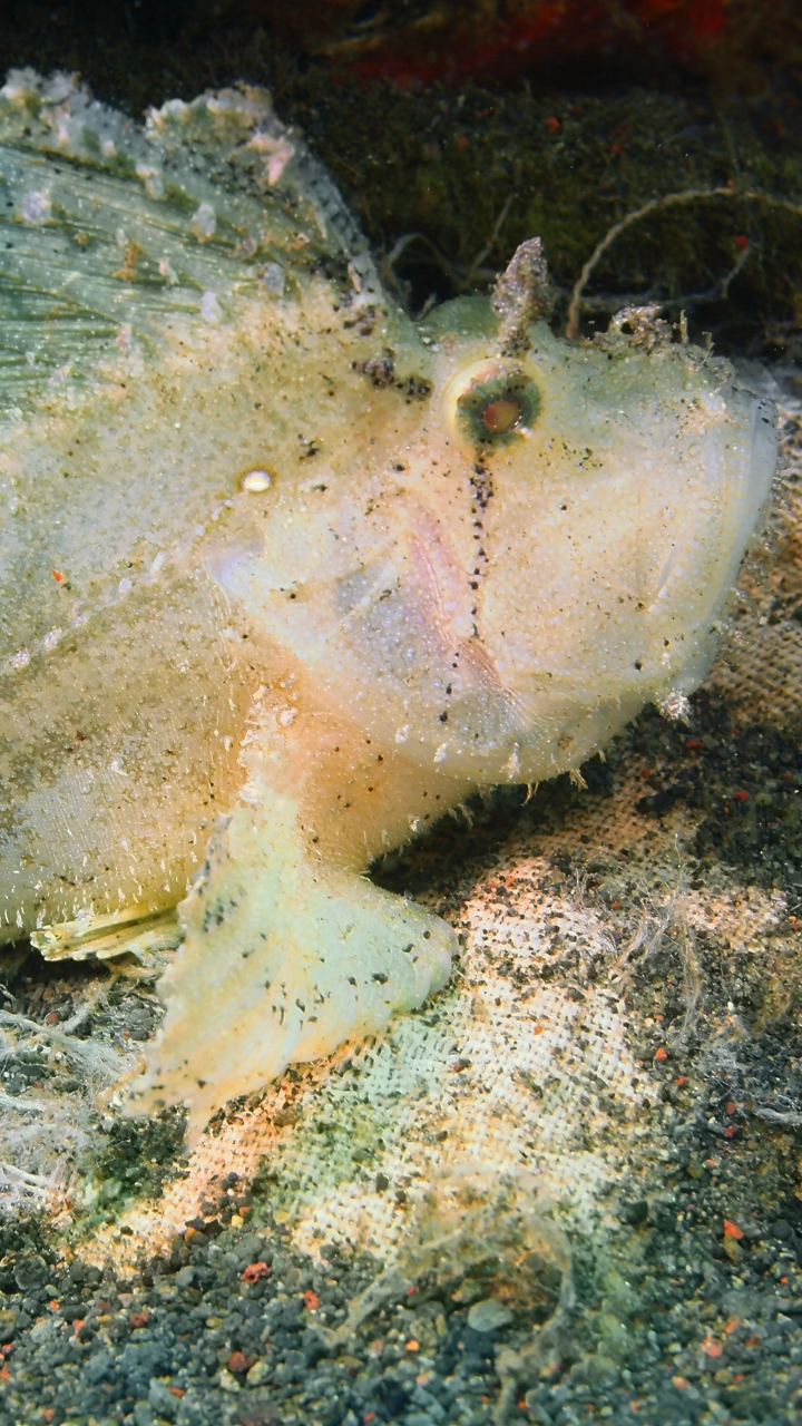 10 sea creatures that glow in the dark