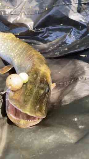 Viral Fishing Moments You Have to See to Believe!