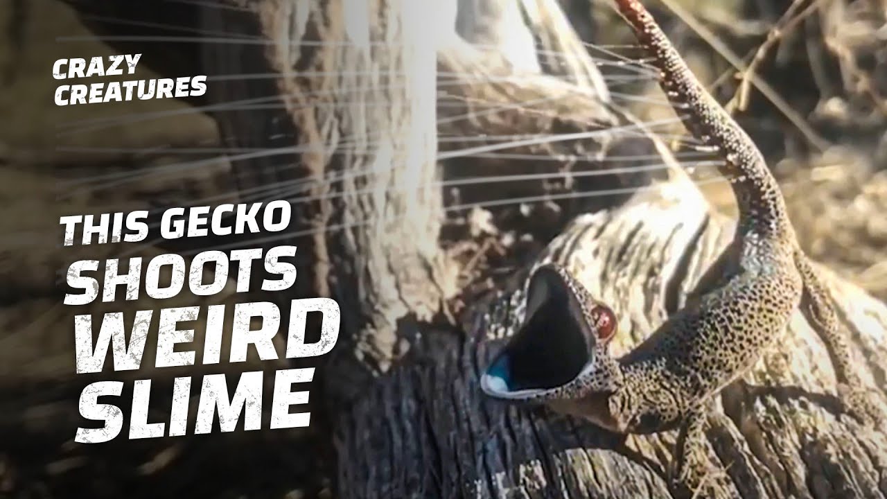 Sticky Surprise: Geckos' Tail-Squirting Strategy