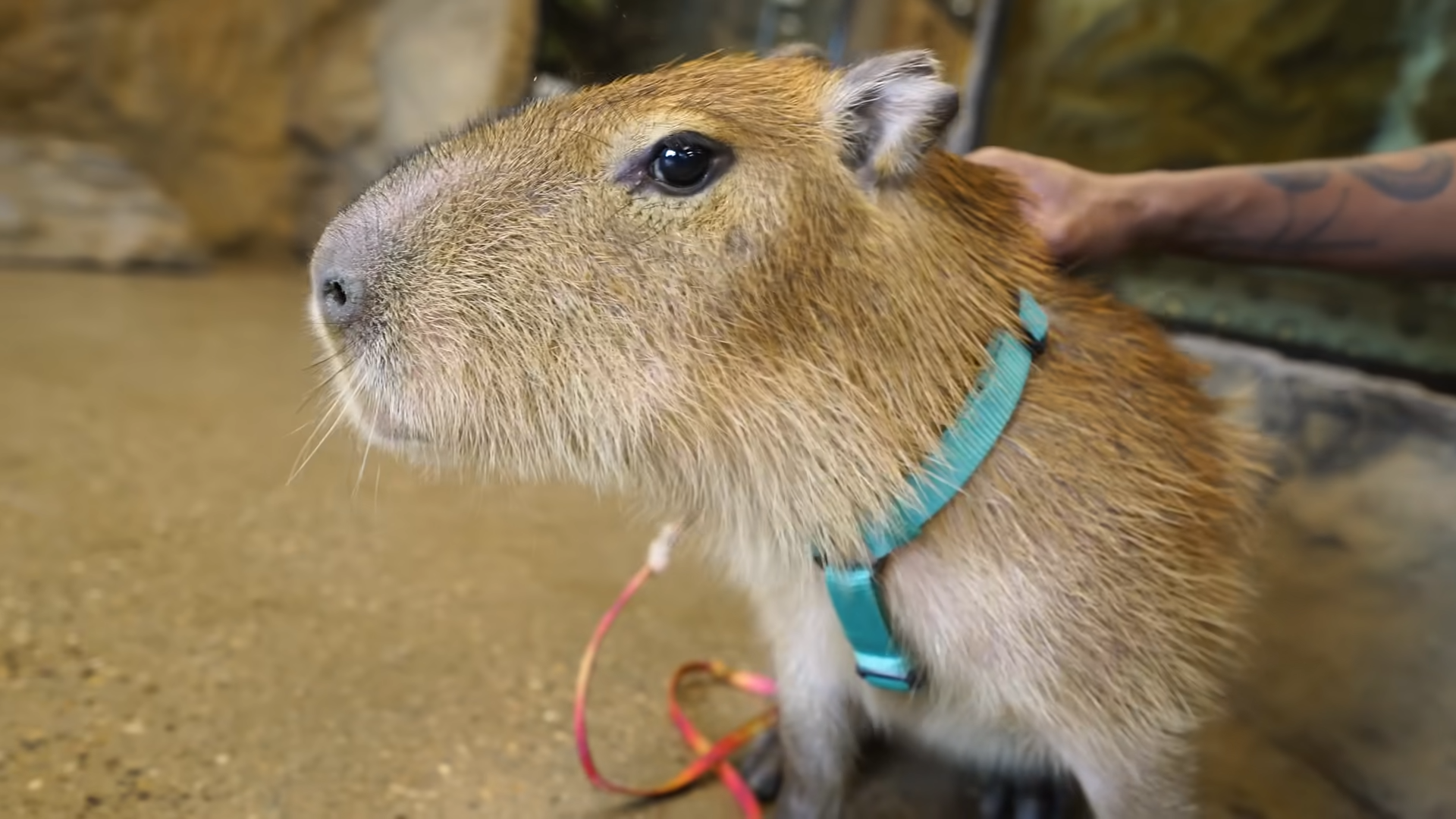 What Happens When You Blow Bubbles at a Capybara?