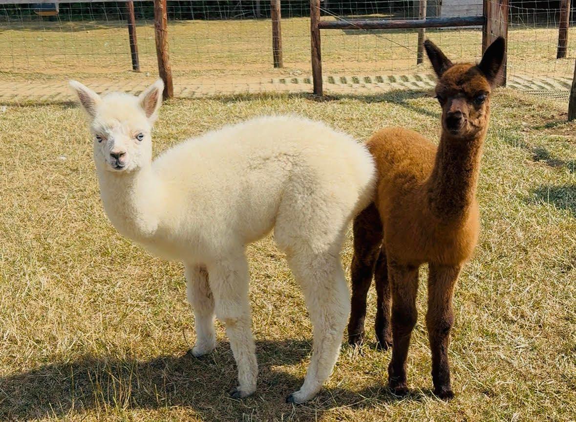 Baby Alpacas delighting guests at Northamptonshire Farm Park