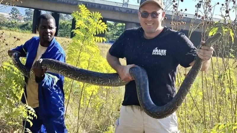 Mystery of the colossal 3. 5 meter python spotted near New Germany