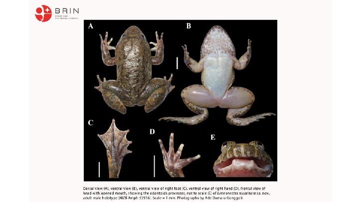 Kenapa 2 Katak Bertaring asal Meratus Disahkan jadi Spesies Baru?