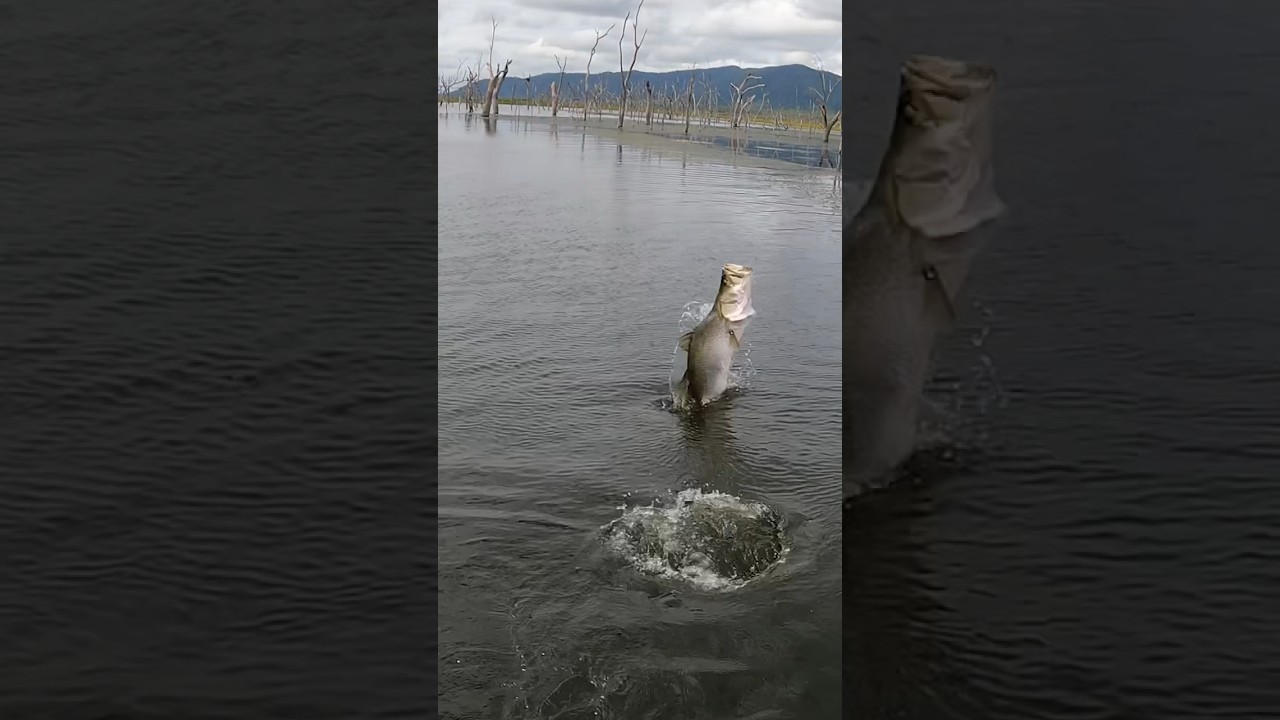 Huge fish takes the lure!