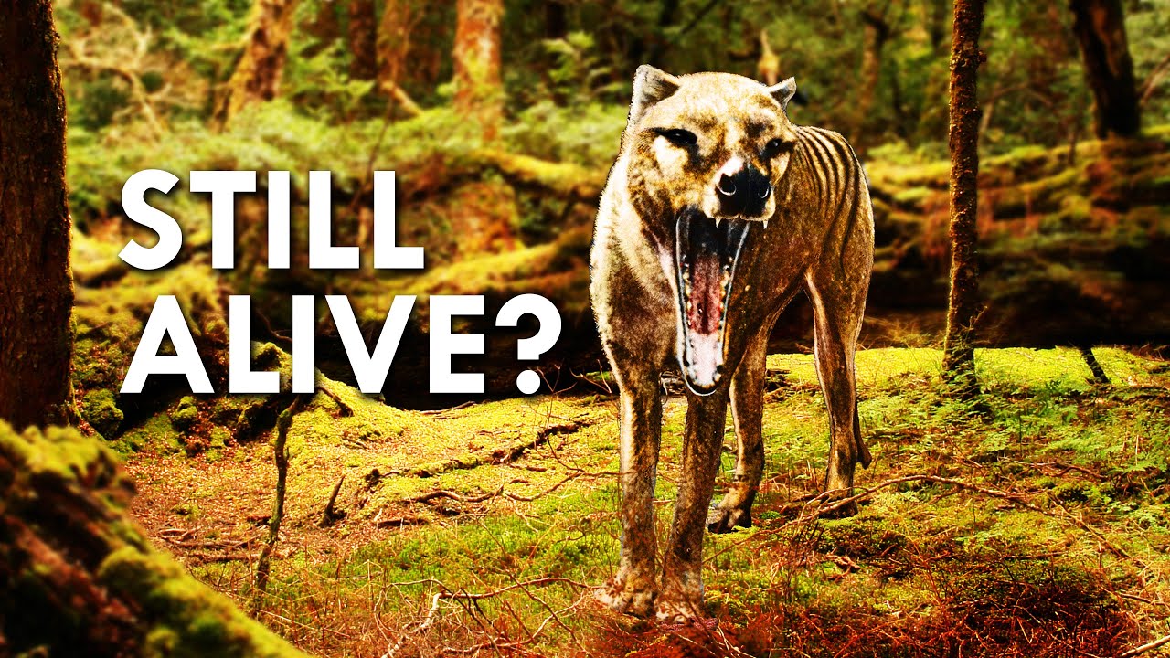 Tasmanian Tiger: Extinct or Hiding in Plain Sight?