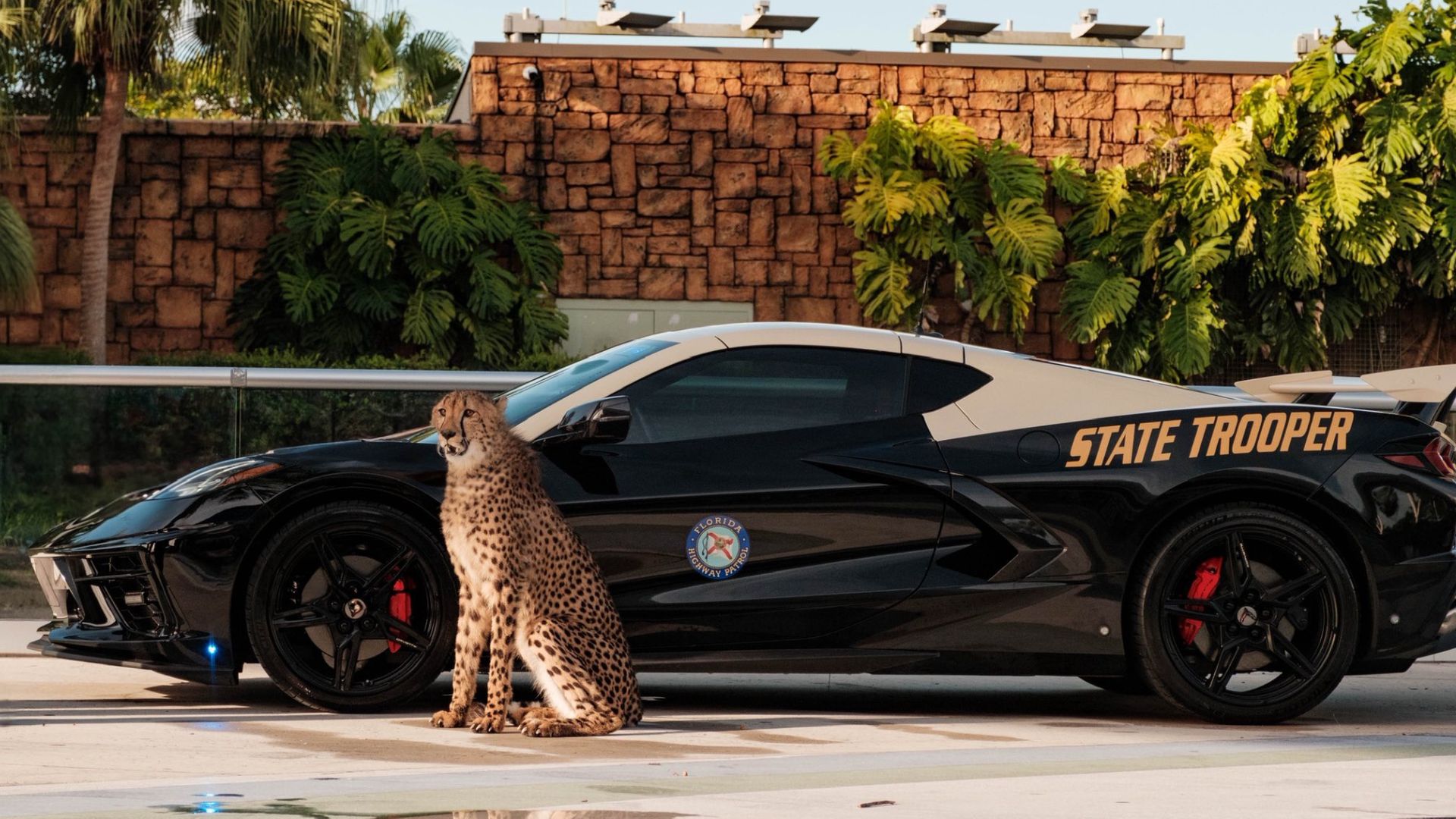 Florida intensifies enforcement against disabled parking permit misuse