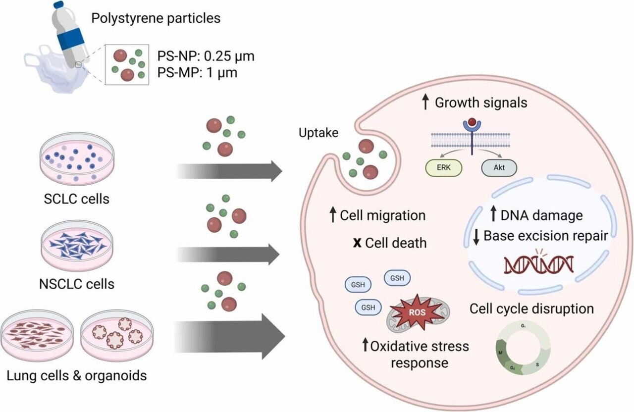 Microplastics can cause malignant changes in lung cells