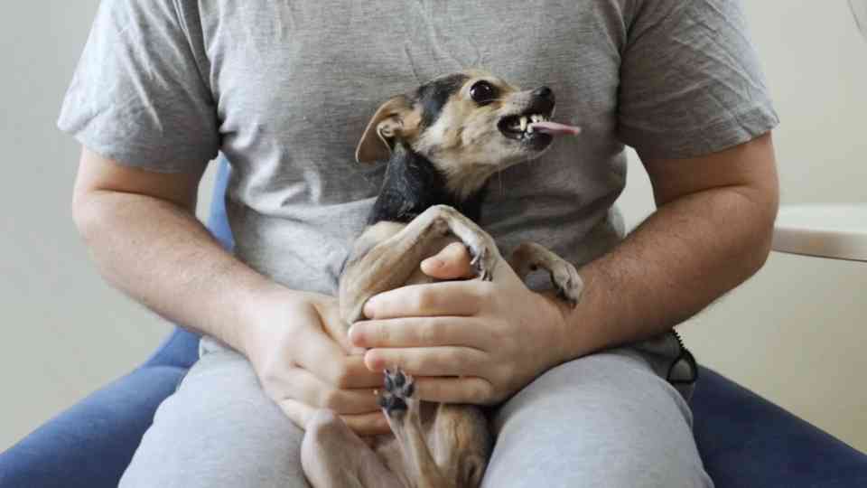 The Top 8 Dog Breeds with Notorious Biting Reputations