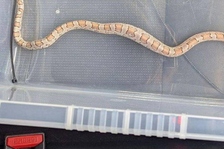 RSPCA issues nationwide alert as escaped snakes 'on the loose'