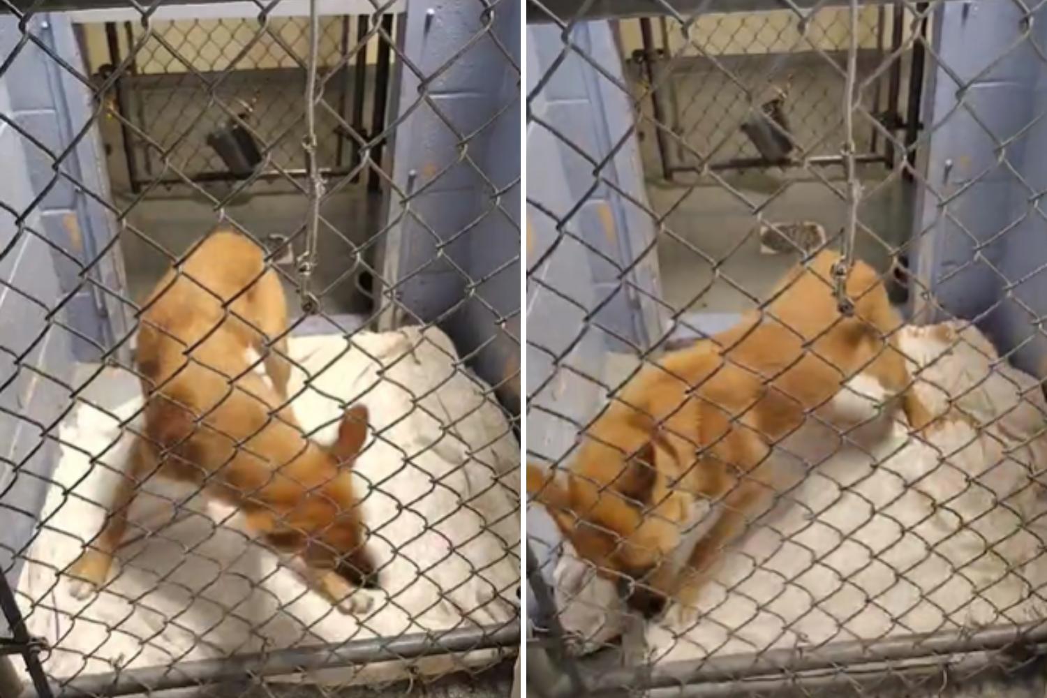 Video of shelter dog pacing goes viral as staff say: "nothing comforts her"