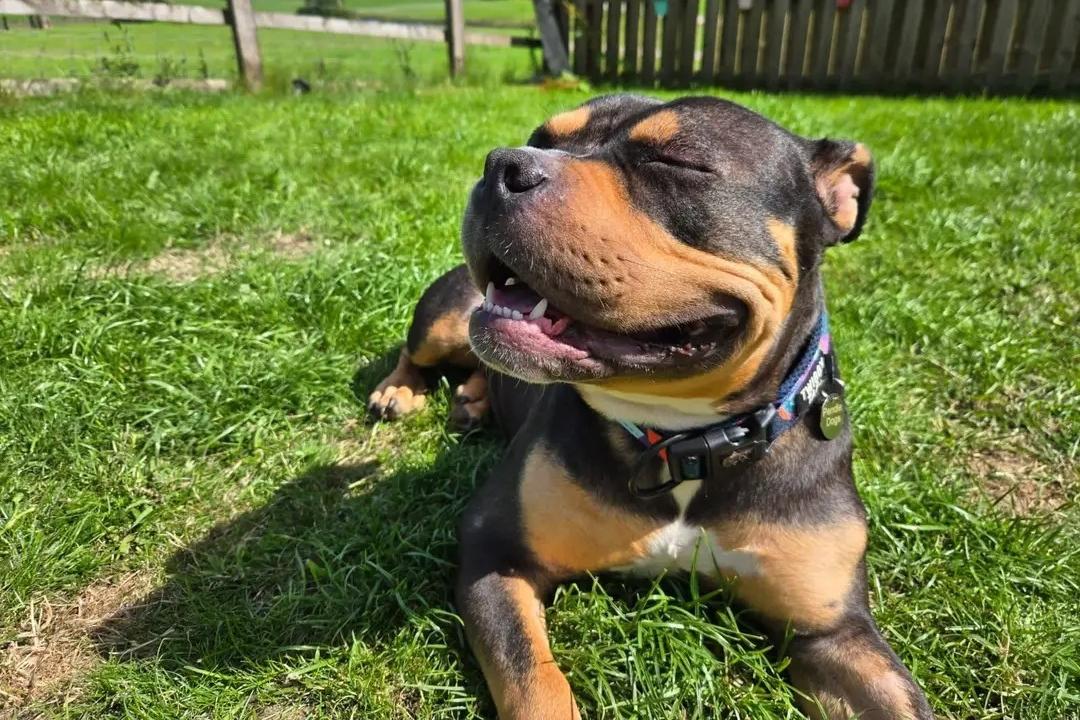 Animal rescue Pendle Dogs under pressure from 'non-stop' requests to ...