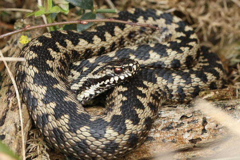 RSPCA issues nationwide alert as escaped snakes 'on the loose'