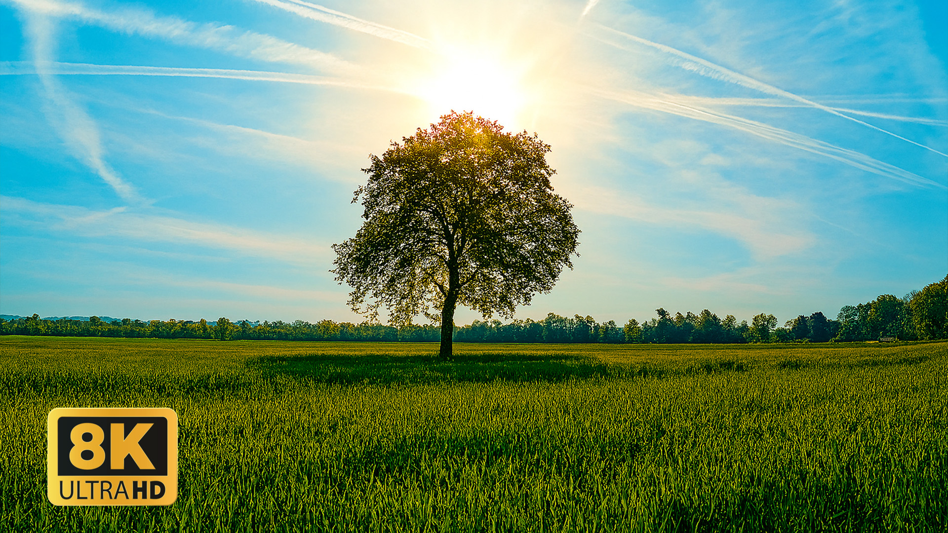 Perfección de Color OLED en 8K – Demo ULTRA HD con Dolby Vision™ para ...