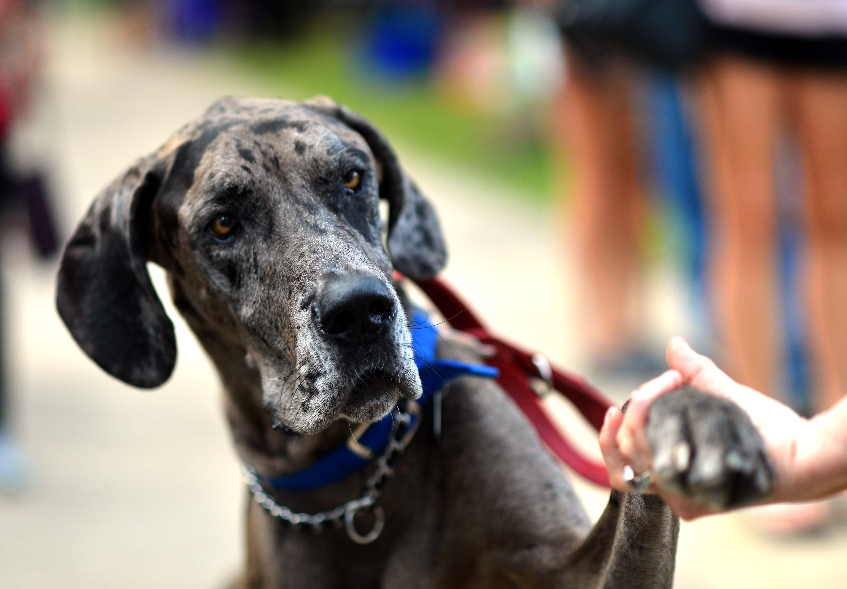 17 states have a state dog. Which breed is Pennsylvania's?