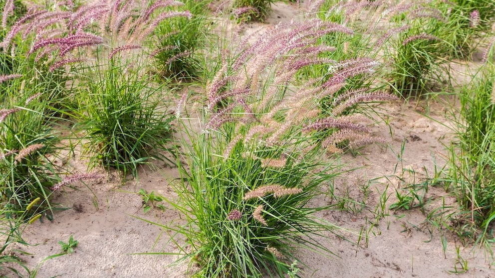 The Best Plants for Sandy Soil